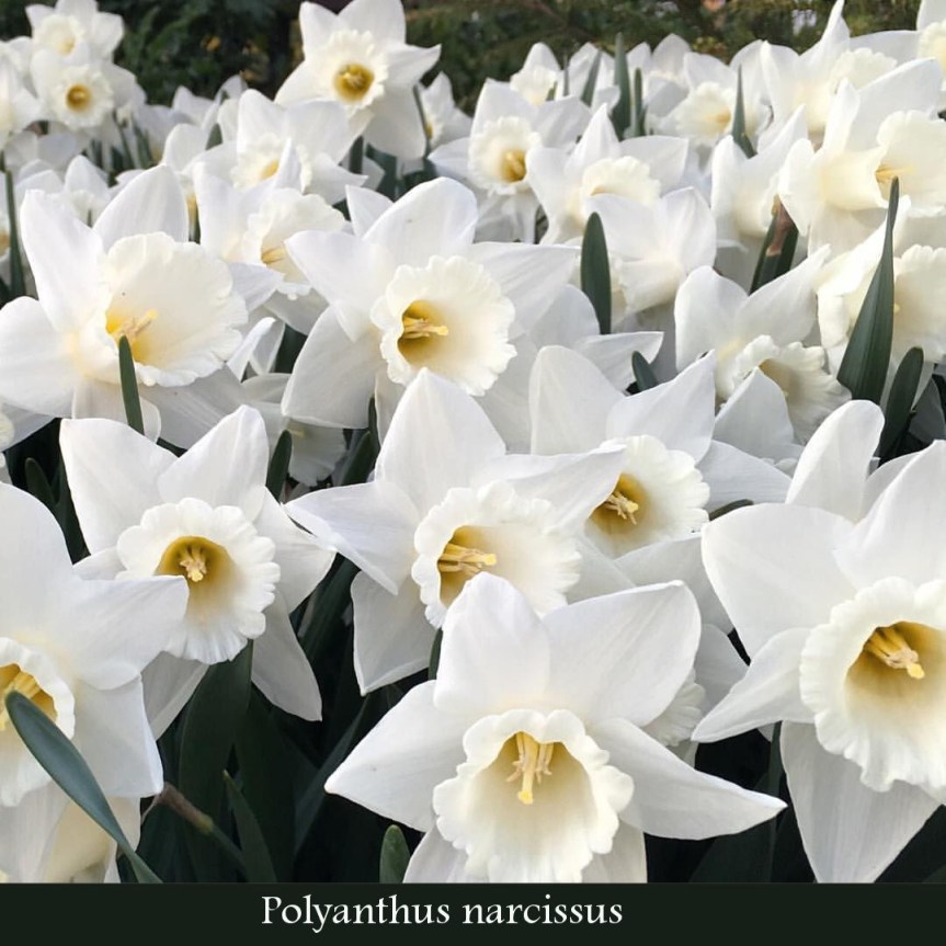 SONG OF SOLOMON 2:1, 2, 16; 4:5 – The Rose of Sharon & the Lily of the ...