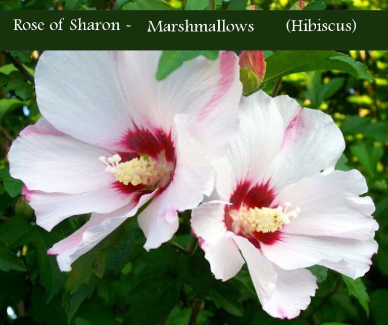 SONG OF SOLOMON 2:1, 2, 16; 4:5 – The Rose of Sharon & the Lily of the ...
