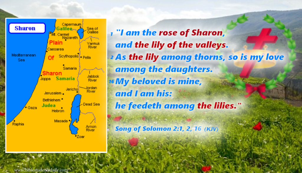 SONG OF SOLOMON 2:1, 2, 16; 4:5 – The Rose of Sharon & the Lily of the ...