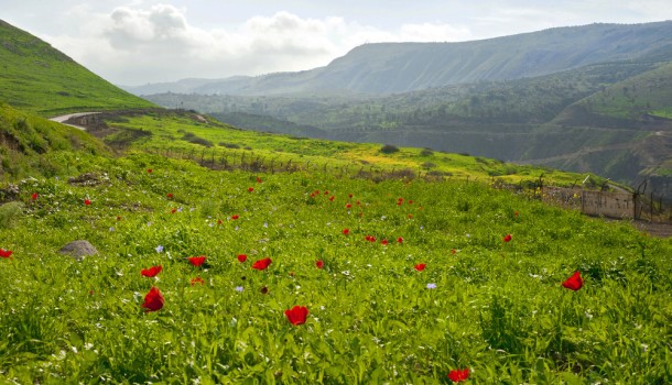 SONG OF SOLOMON 2:1, 2, 16; 4:5 – The Rose of Sharon & the Lily of the ...