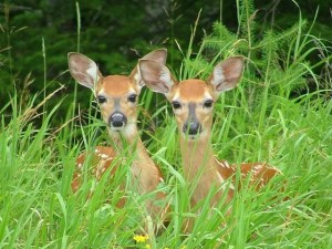 SONG OF SOLOMON 2:1, 2, 16; 4:5 – The Rose of Sharon & the Lily of the ...